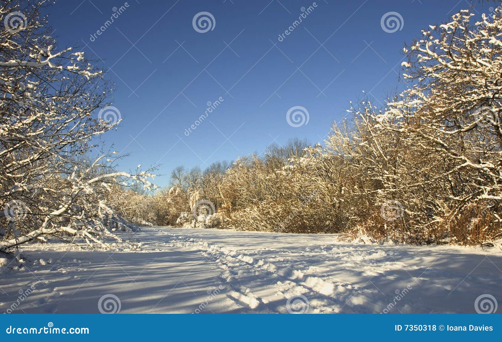 Sunny snowy winter stock photo. Image of alone, bare, fresh - 7350318