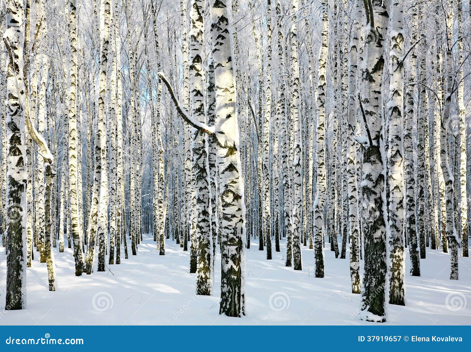 Sunny Snowy Winter Birch Grove Stock Image - Image of frost, snow: 37919657