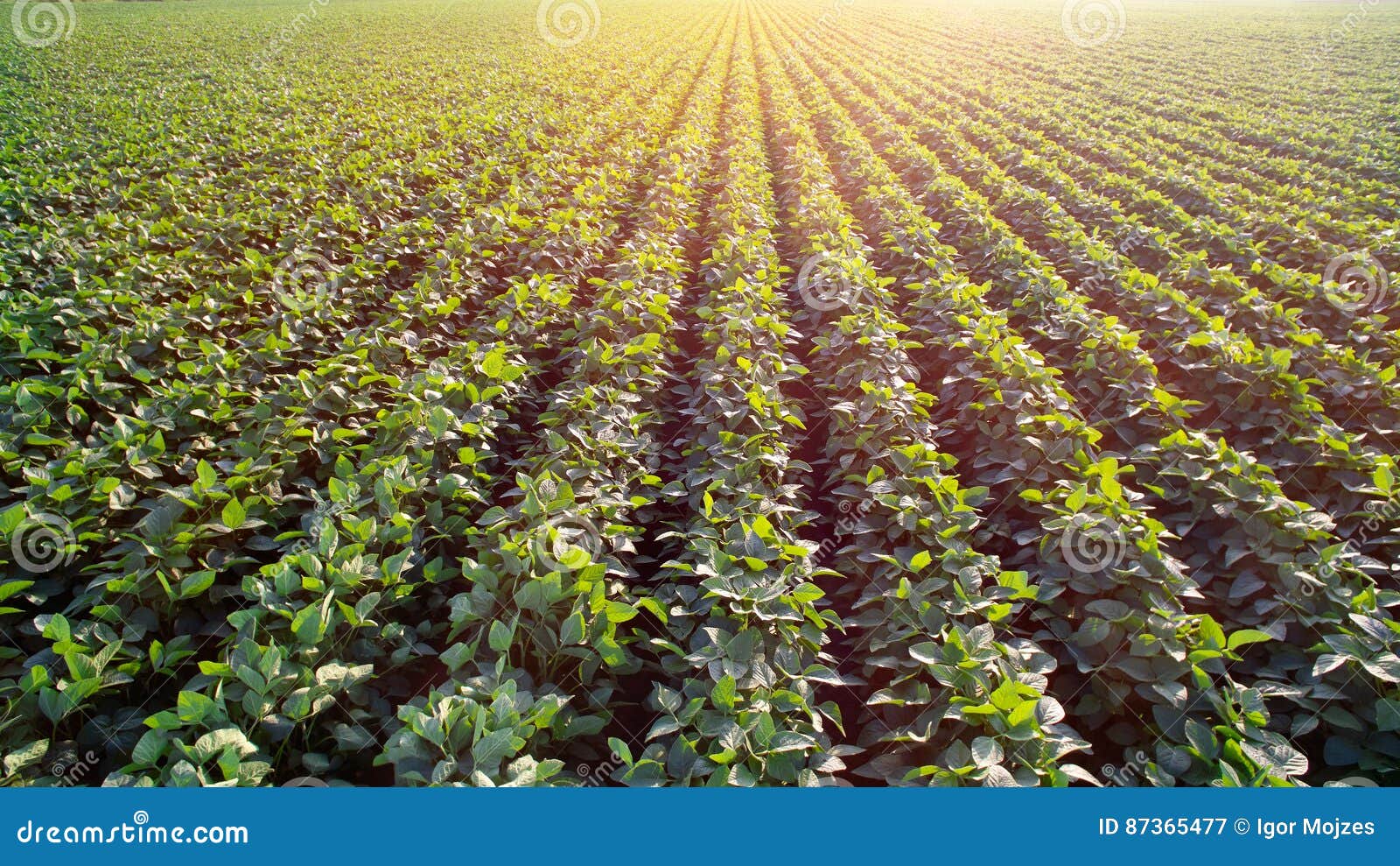 Sunny soya plantation stock image. Image of growth, outdoor - 87365477