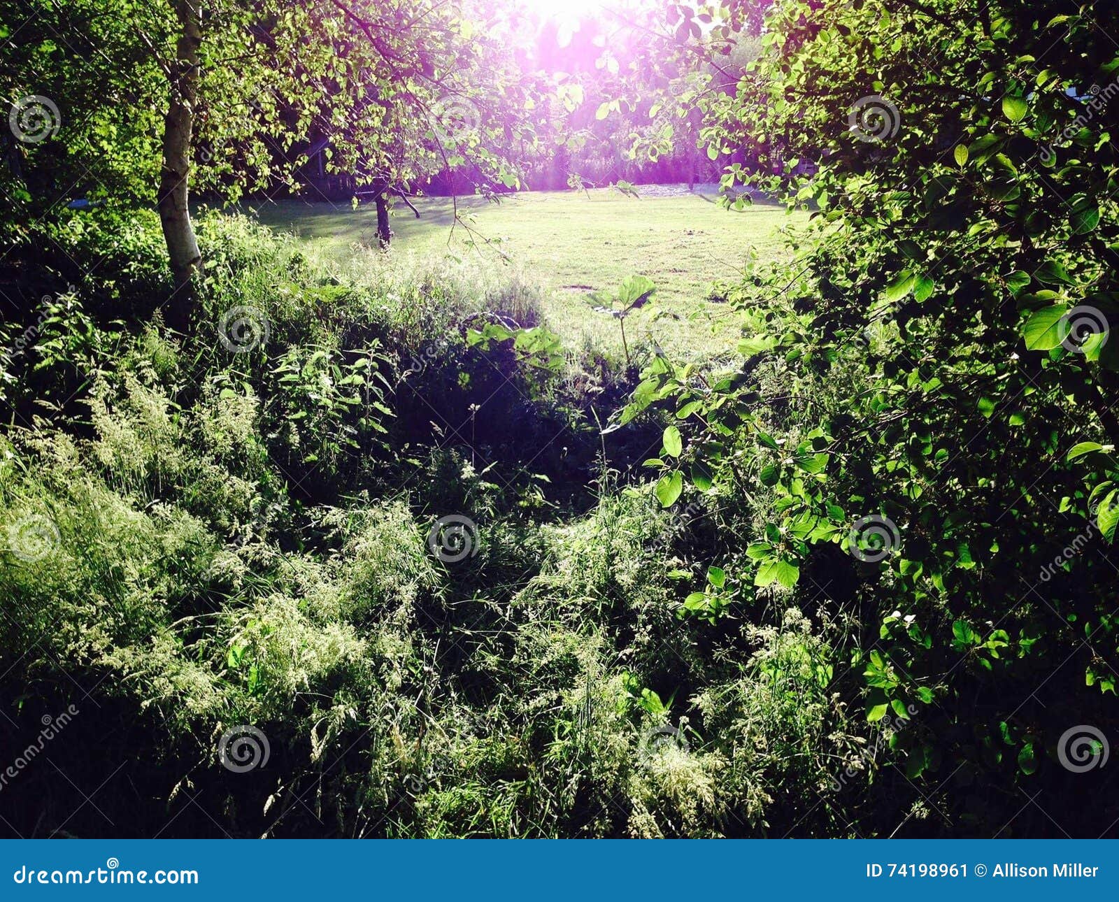 Sunny spot stock image. Image of woods, plants, spot - 74198961