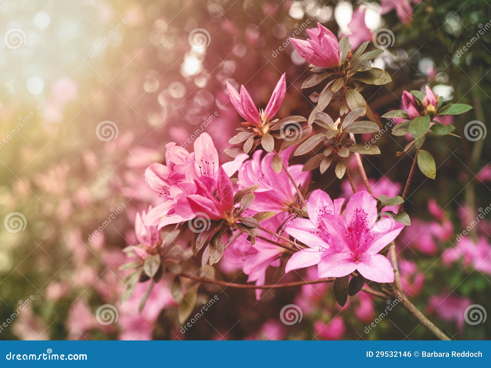Sunny Spring Azaleas stock photo. Image of artistic, botany - 29532146
