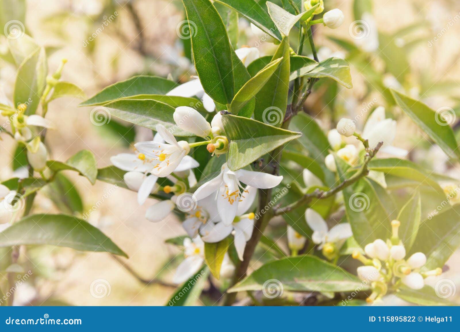 Sunny Spring Background. Branch of a Blossoming Orange Tree Stock Photo ...