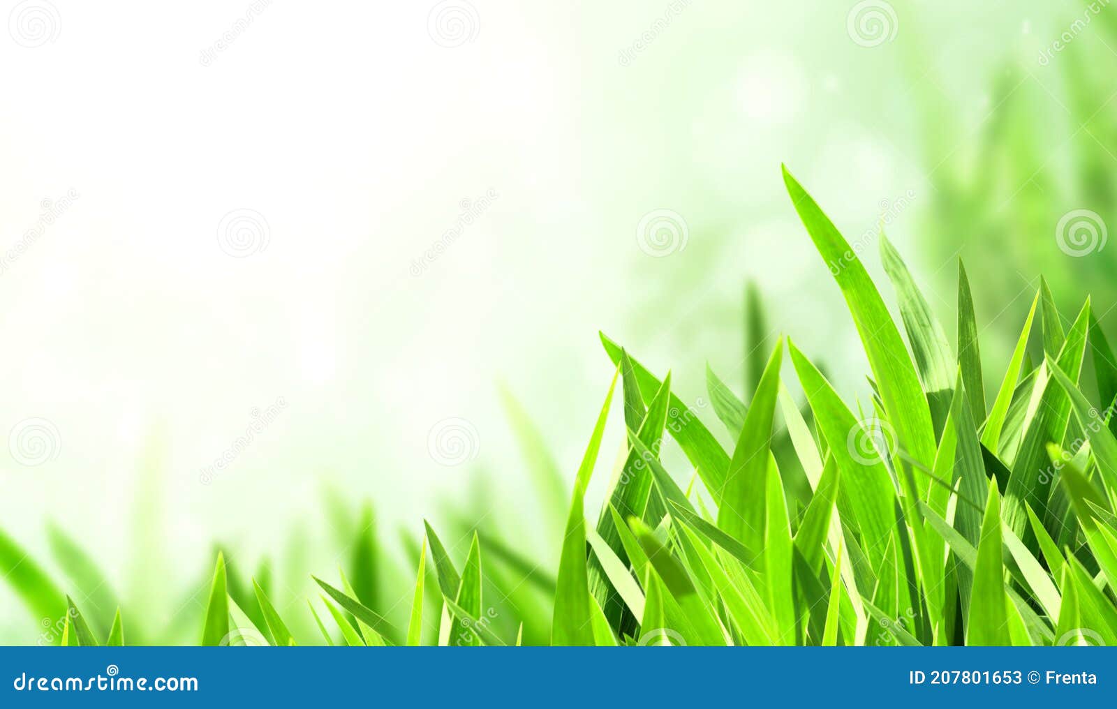 Sunny Spring Background with Green Grass Stock Image - Image of fragile ...