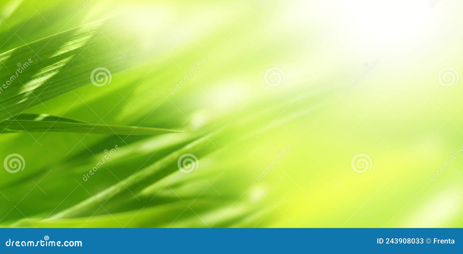 Sunny Spring Background with Green Grass. Horizontal Summer Banner with ...