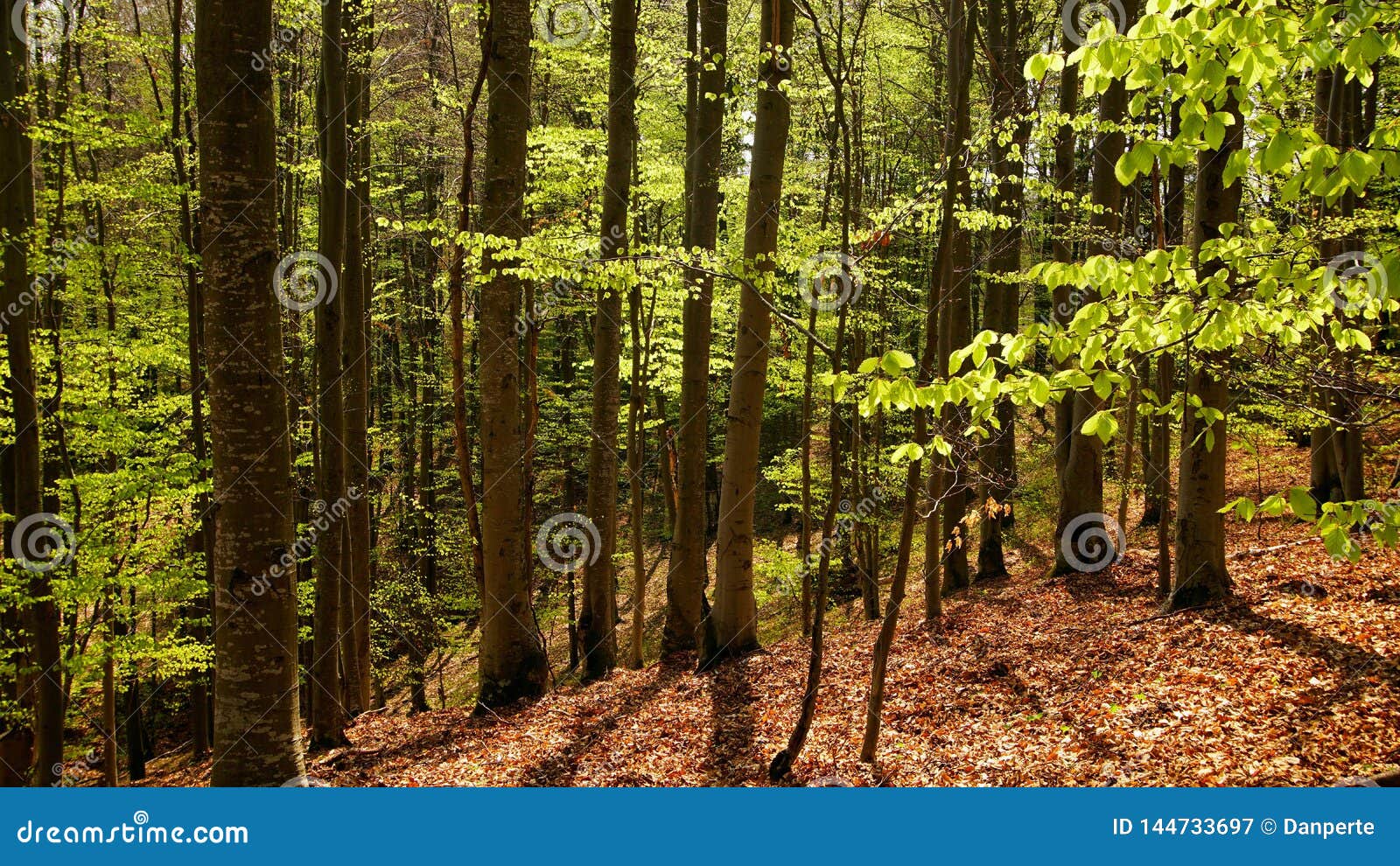 Beech Forest in Early Spring Stock Image - Image of nature, trees ...
