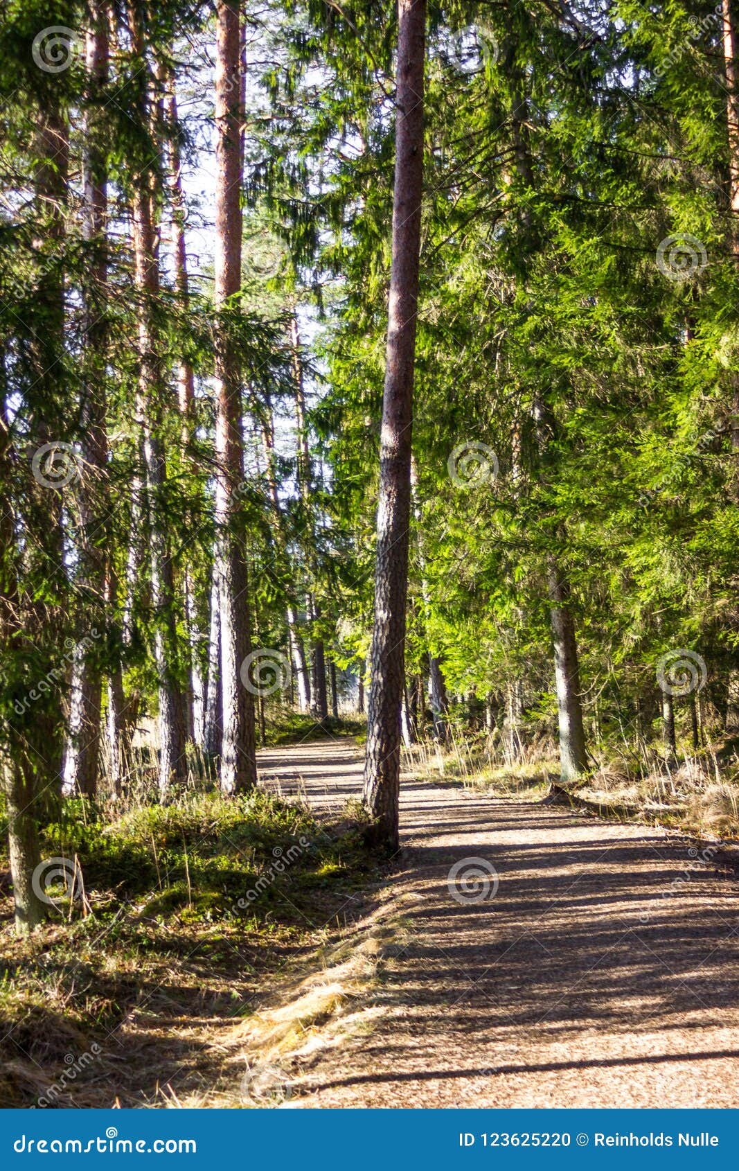 Sunny Spring Day in the Forest Stock Photo - Image of colorful ...