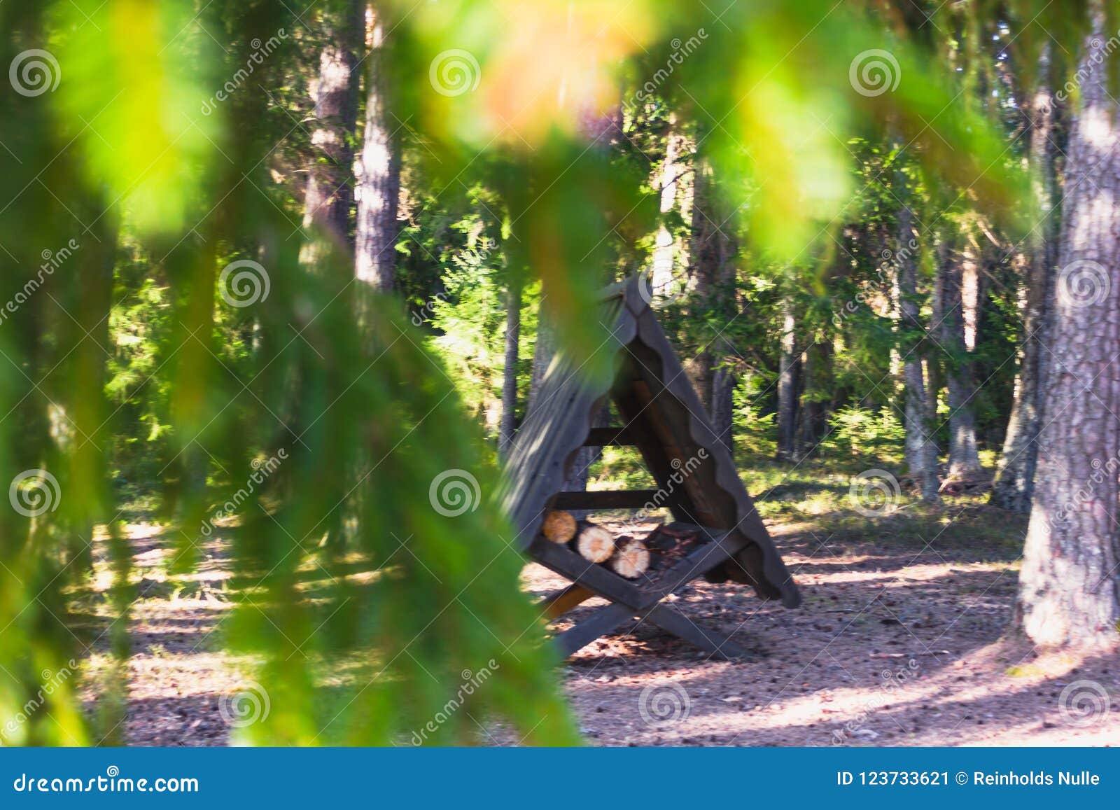 Sunny Spring Day in the Forest Stock Image - Image of golden, green ...