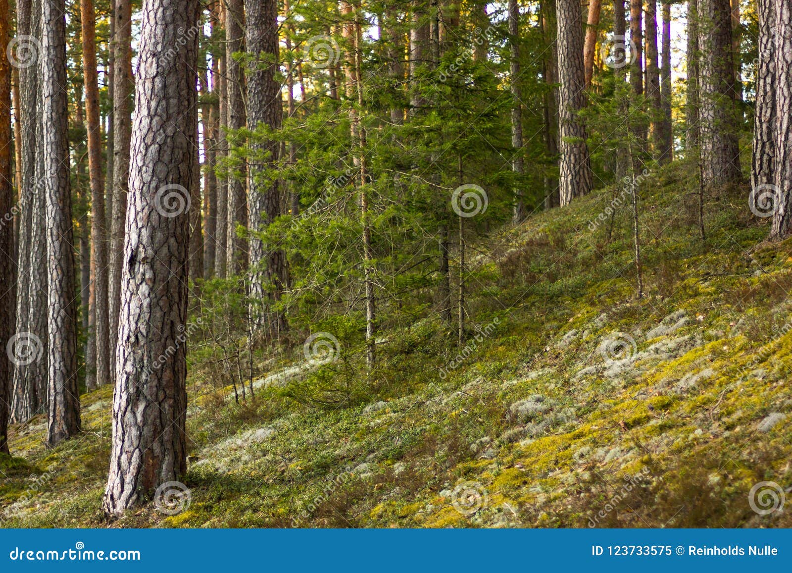 Sunny Spring Day in the Forest Stock Image - Image of green, outdoors ...