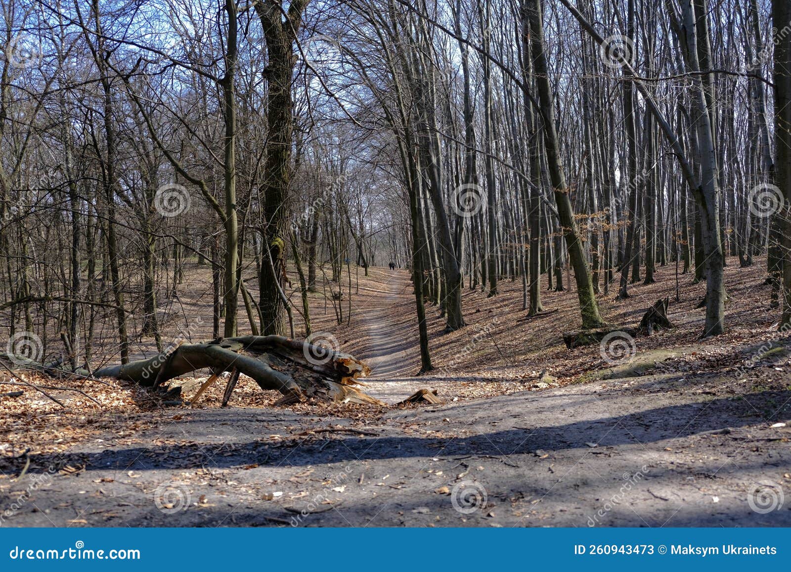 Sunny Spring Day in a Forest at Holosiivskyi National Nature Park, Kyiv ...