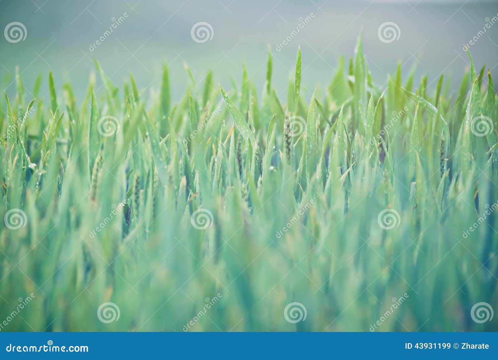Sunny spring day stock image. Image of medicine, beauty - 43931199
