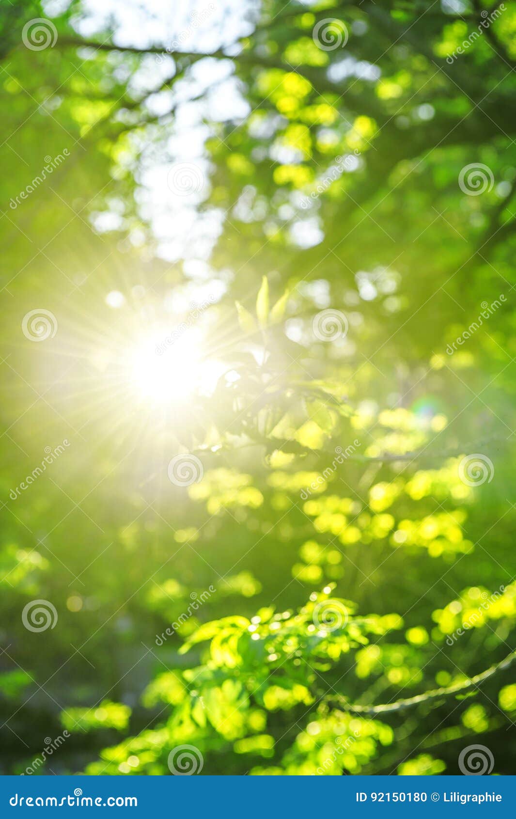 Sunny Spring Day Nature Landscape Sun Rays Stock Photo - Image of time ...