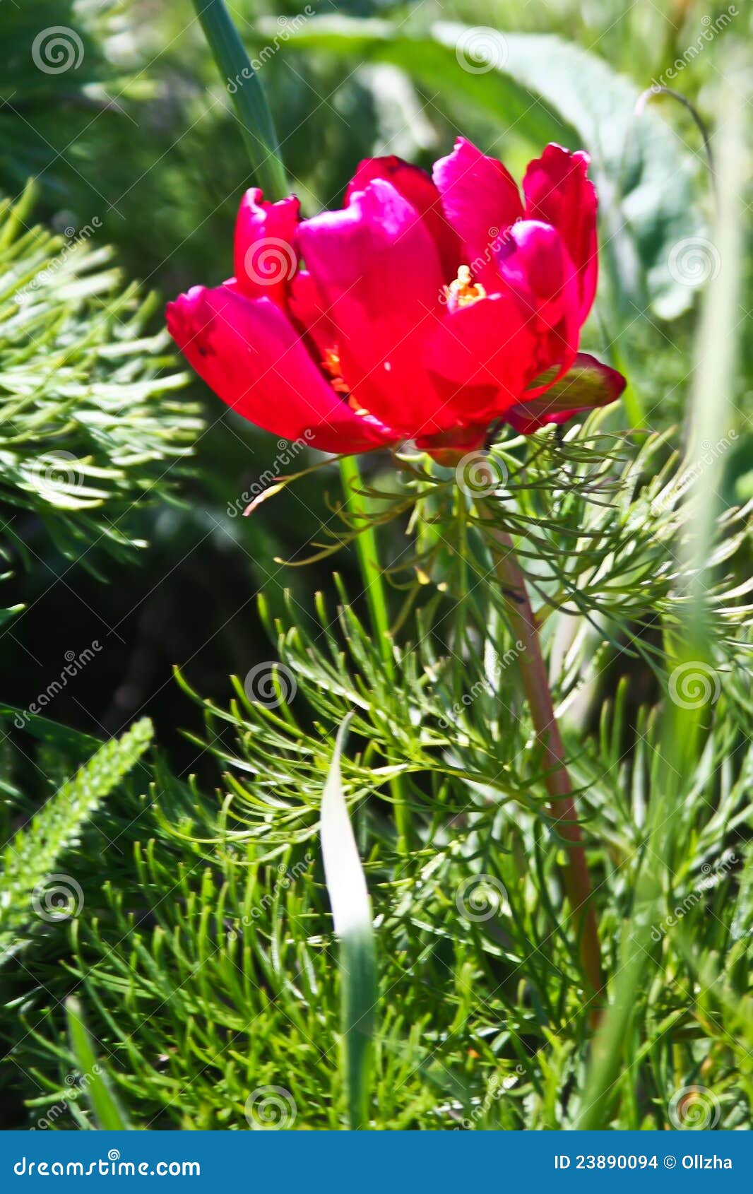 Sunny spring flower stock photo. Image of beauty, flare - 23890094