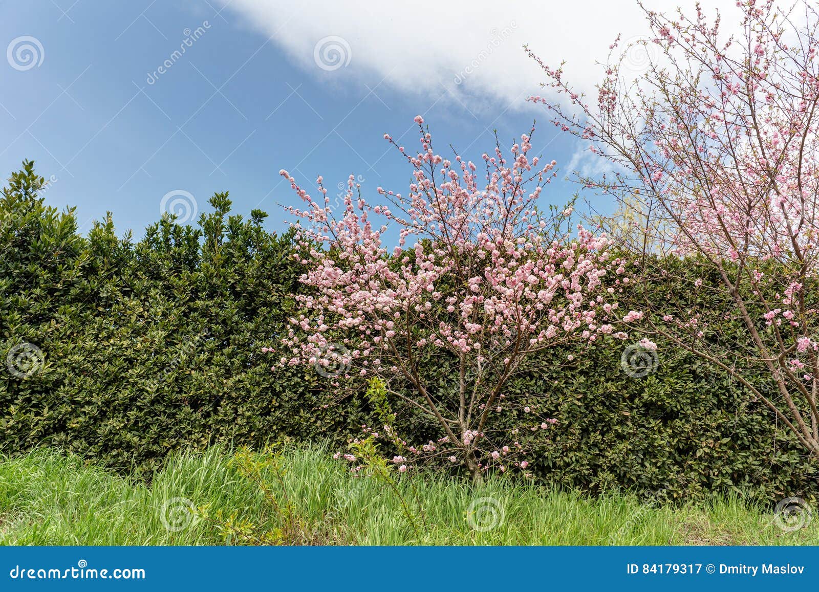 Sunny spring garden stock image. Image of bright, plant - 84179317