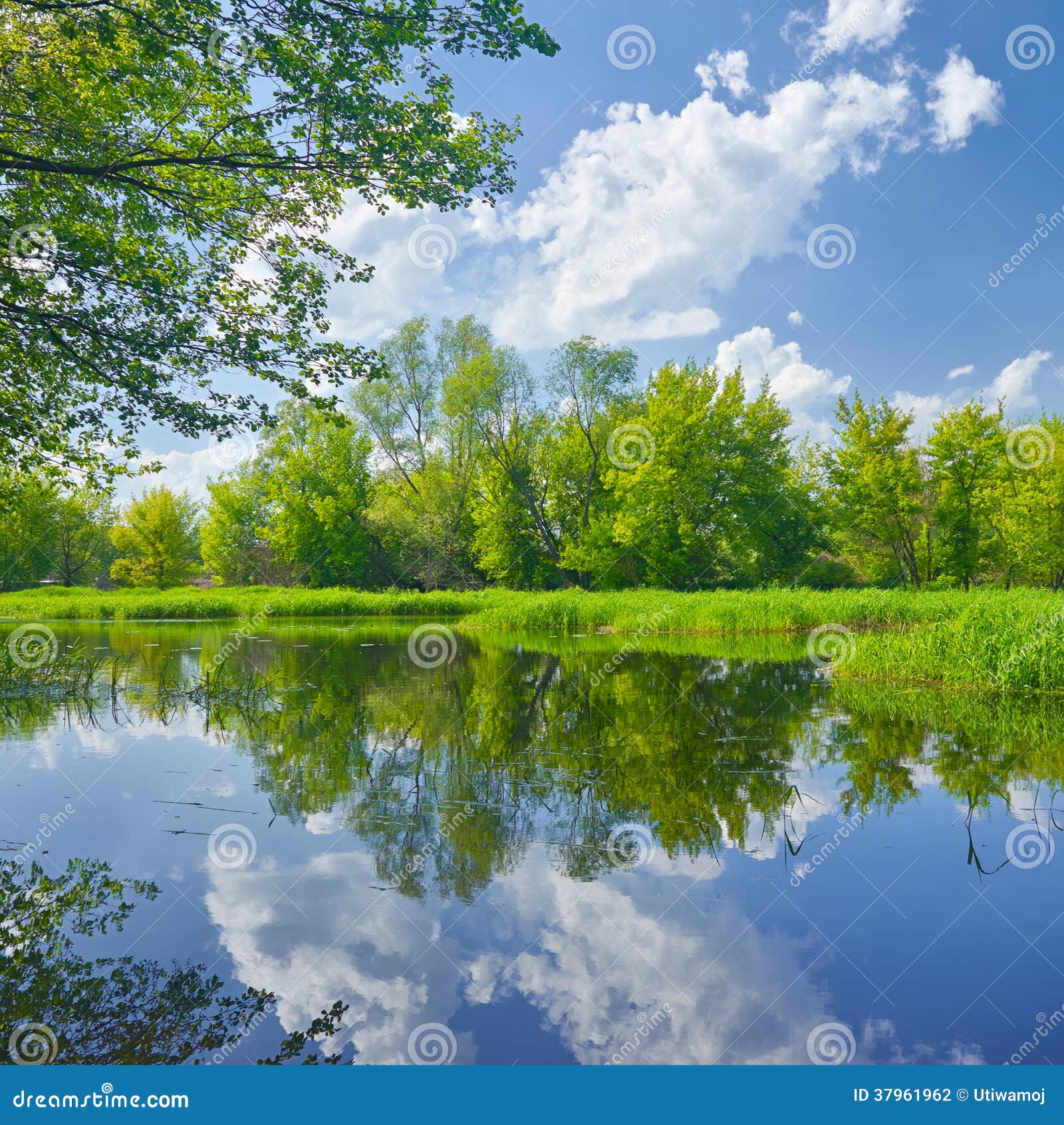 Sunny Spring Landscape Narew River Blue Sky Trees Stock Photo - Image ...