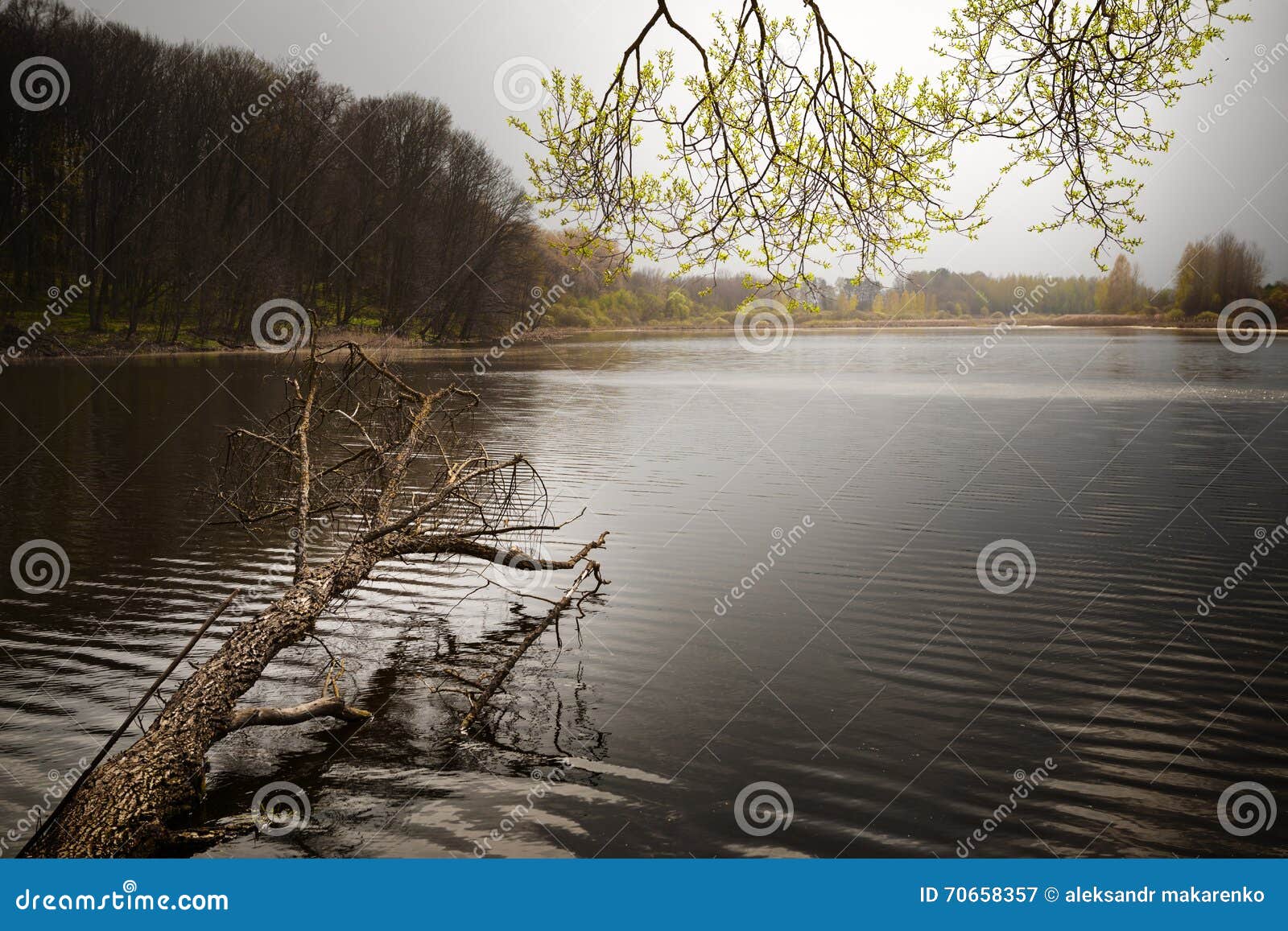 Sunny Spring Landscape. River in a Green Forest Stock Image - Image of ...