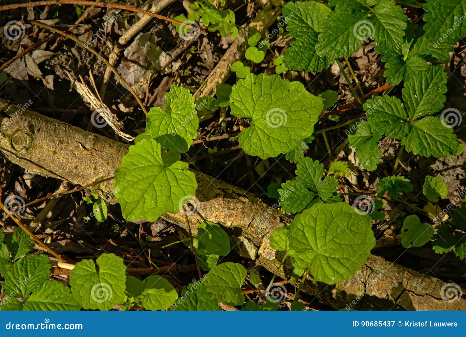 Sunny Spring Leafs and Branches on the Forest Floor Stock Image - Image ...
