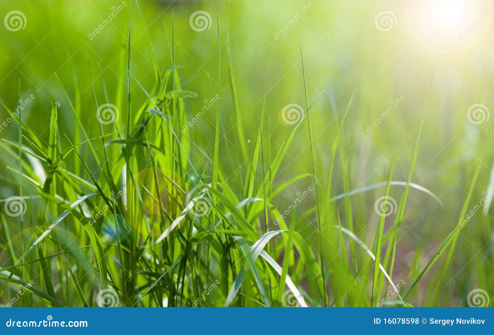 Sunny Spring Light Green Grass Stock Photo - Image of meadow, grow ...