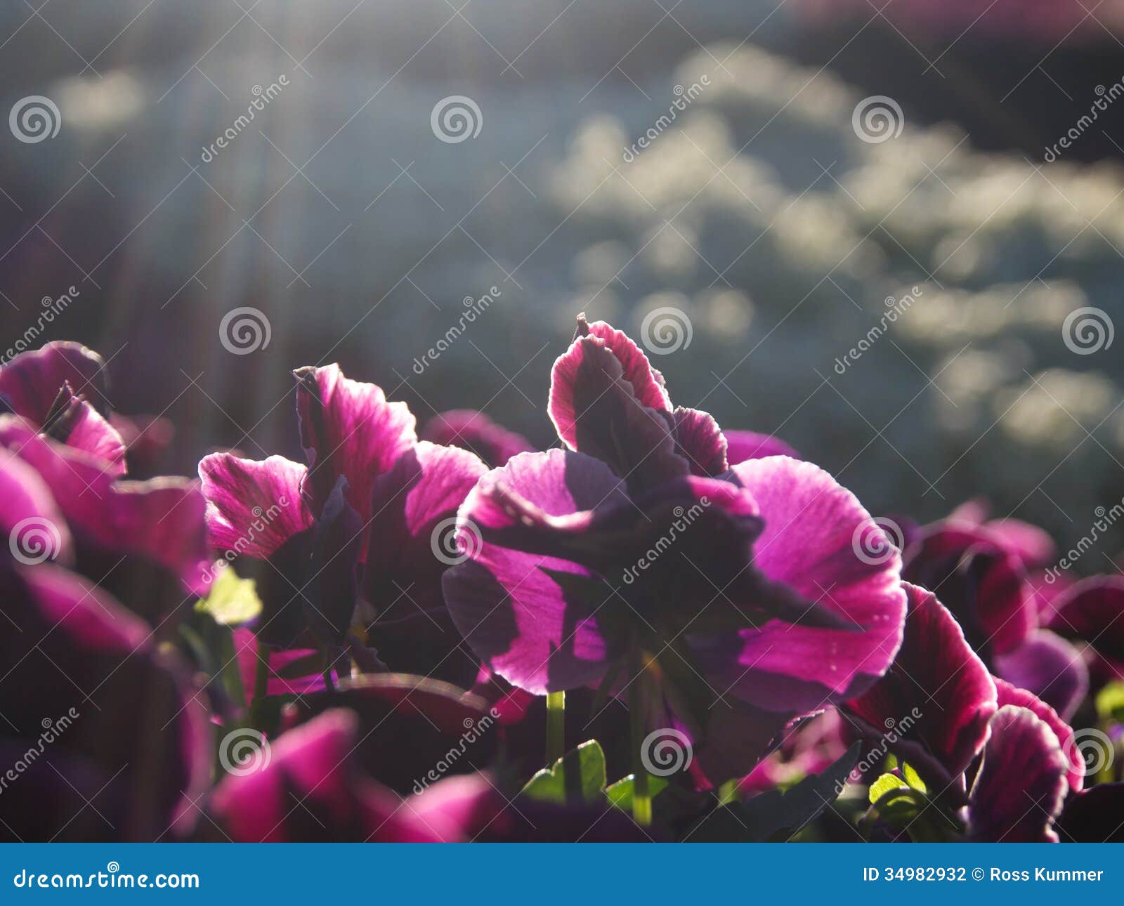Sunny spring morning stock photo. Image of blooming, spring - 34982932