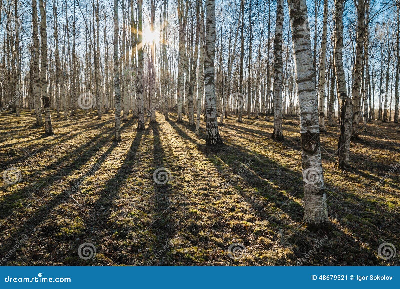 Sunny Spring Morning in Forest Stock Image - Image of estonia, park ...