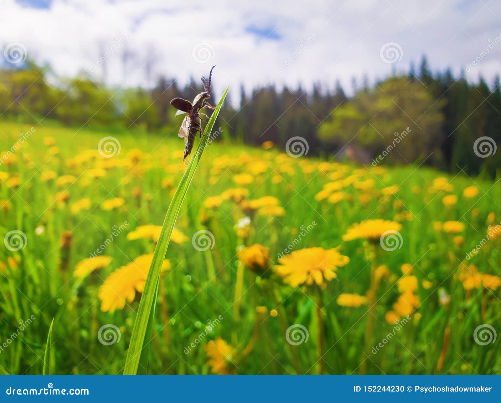Sunny Spring Scene and a Beetle Balancing on a Blade of Grass and Take ...