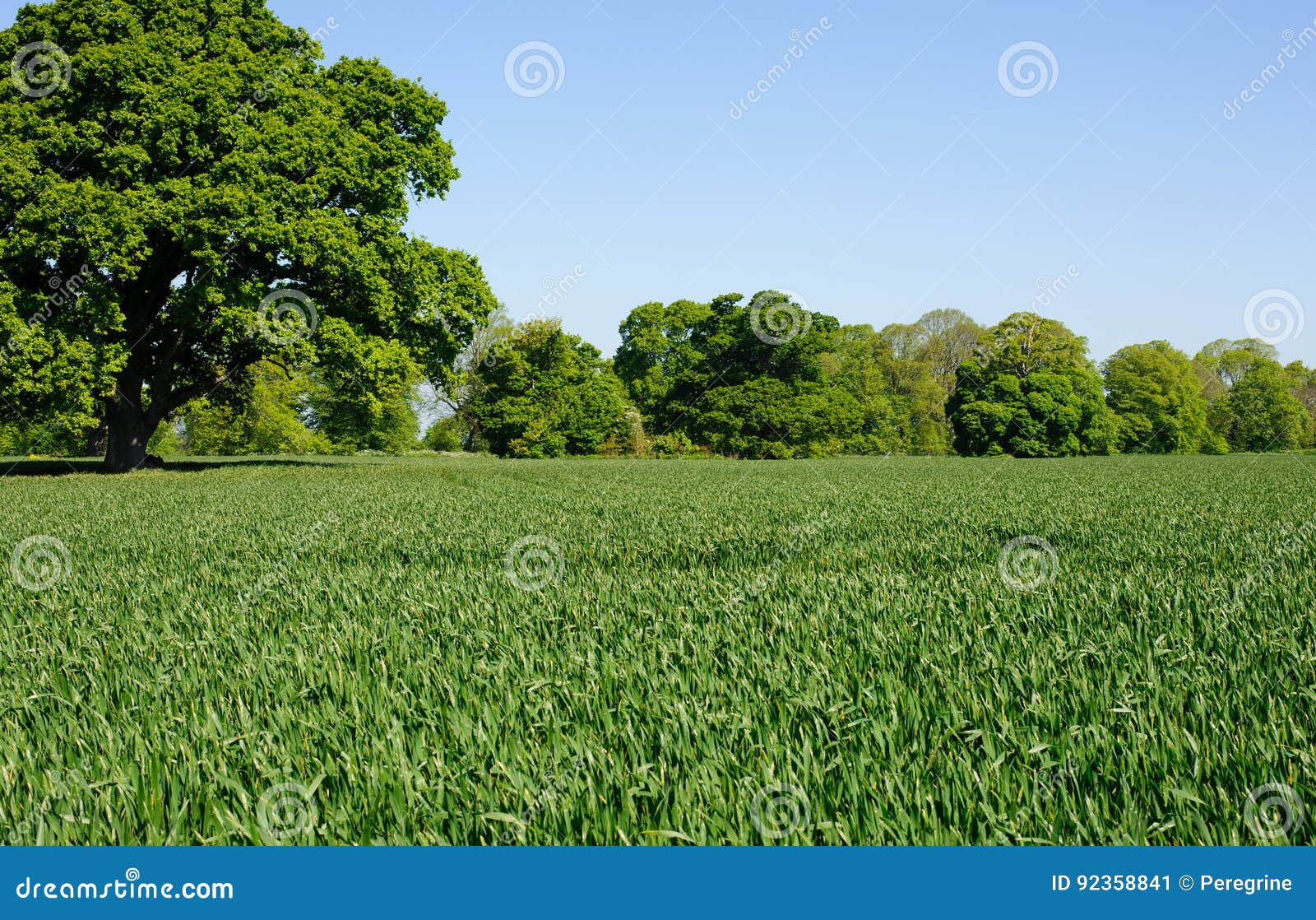 Sunny spring wheat field stock image. Image of garden - 92358841
