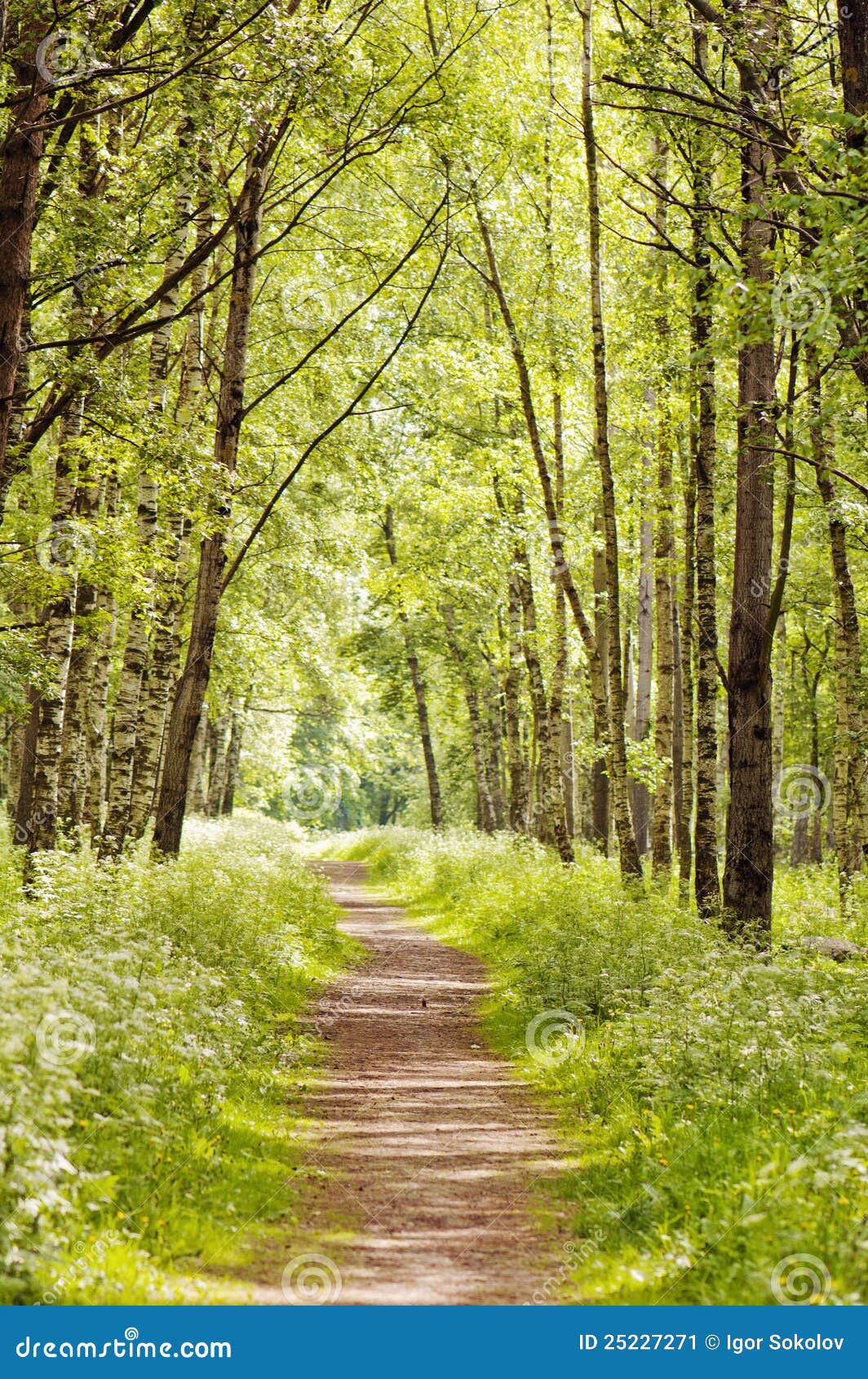 Sunny summer forest stock image. Image of footpath, lane - 25227271