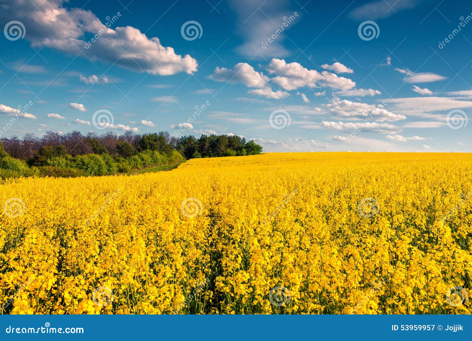 Sunny Summer Morning in Field of Blossoming Colza Stock Image - Image ...