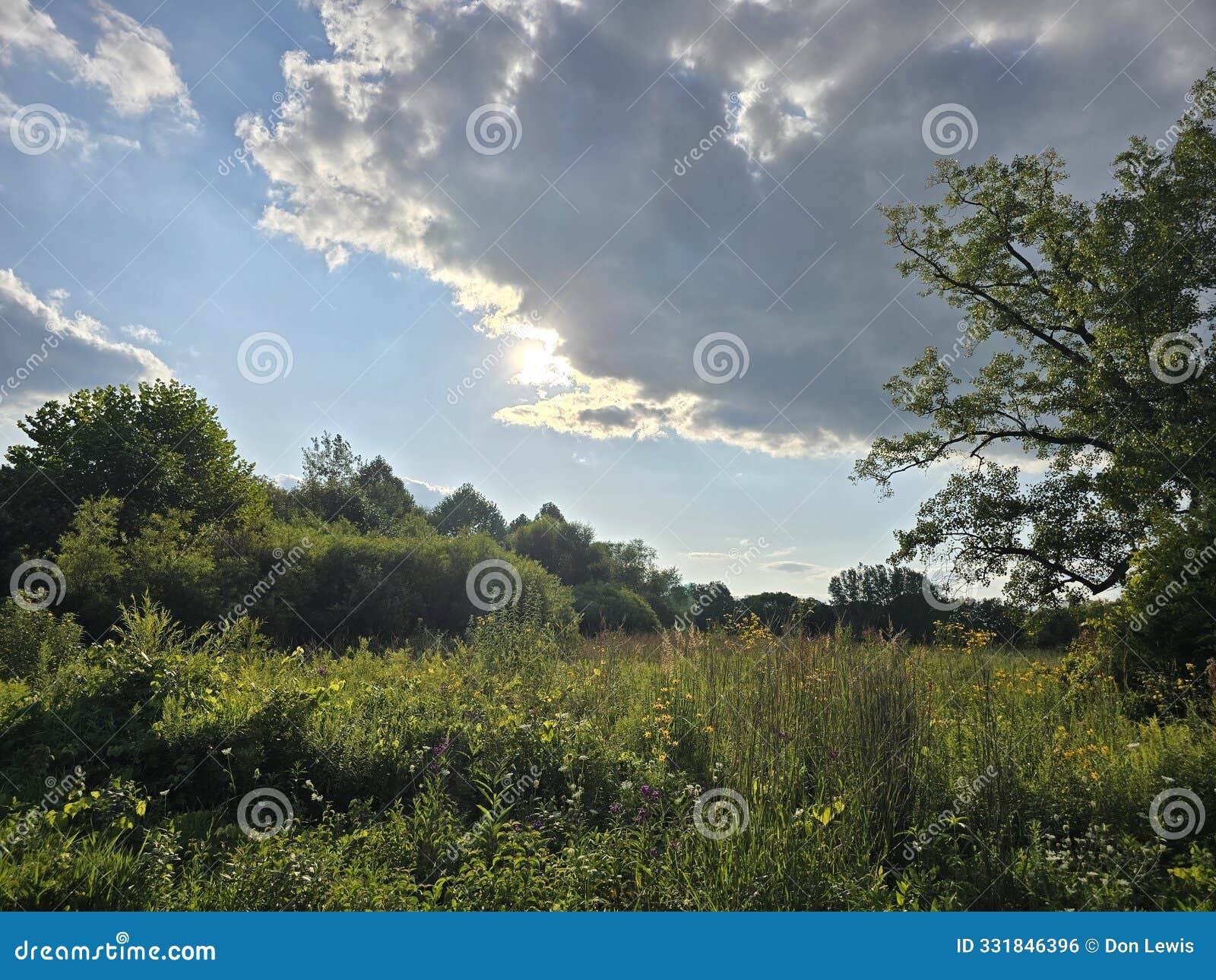 Sunny Summer Prairie stock photo. Image of sunny, nature - 331846396