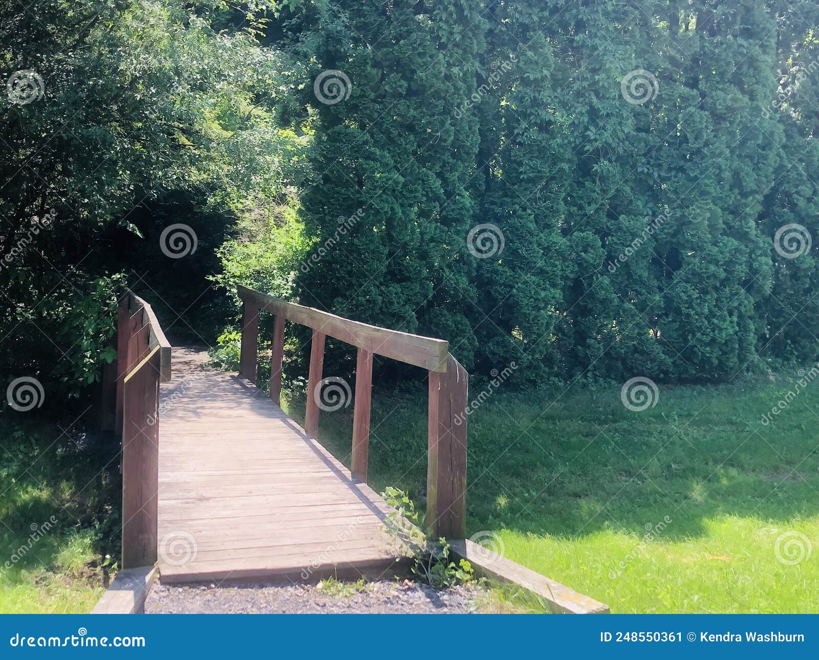 Sunny Summer Walk stock image. Image of field, blooms - 248550361