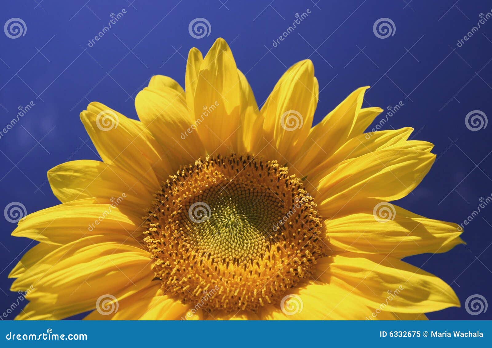 Sunny Sunflower stock image. Image of poster, beauty, garden - 6332675