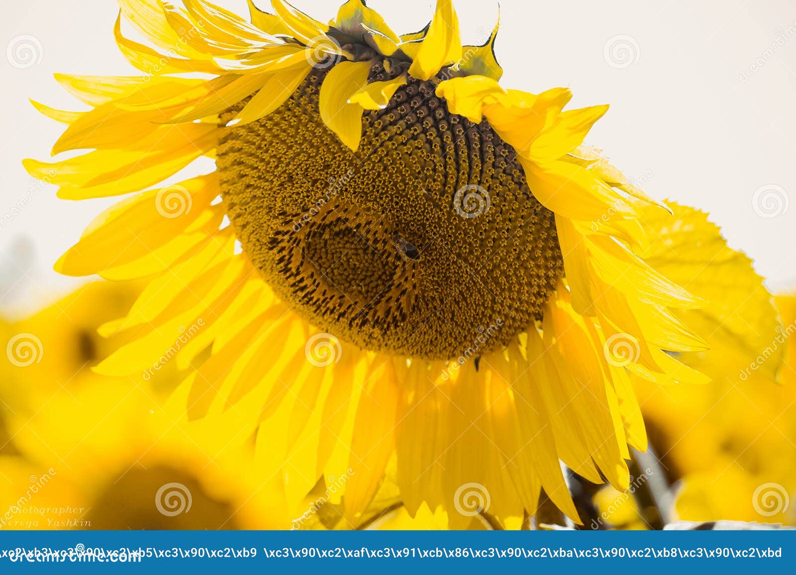 Sunny sunflower stock image. Image of flame, sunflower - 60853361