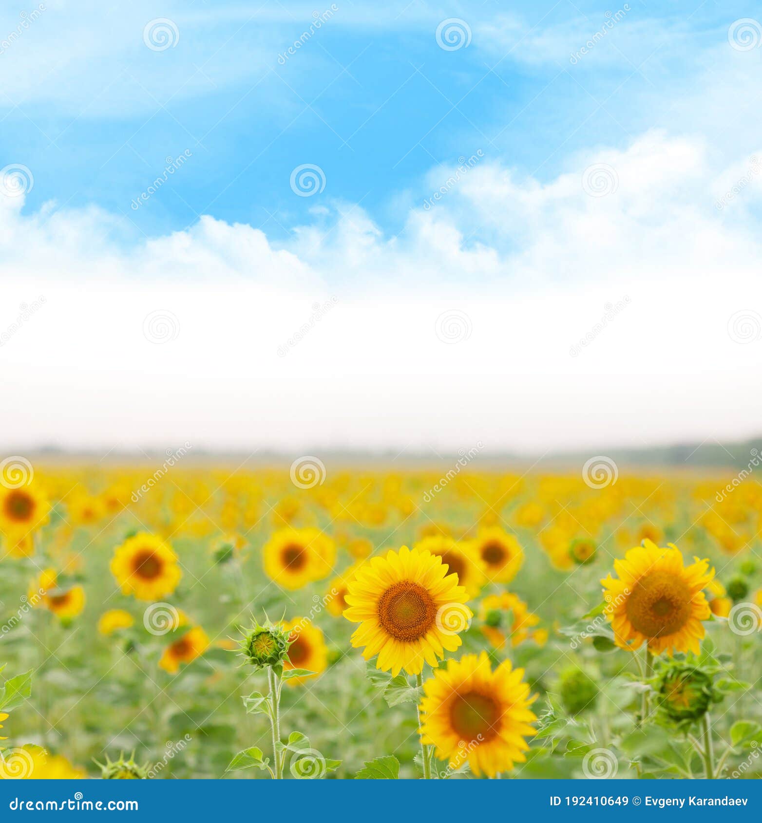 Sunny sunflower field stock image. Image of leaf, natural - 192410649