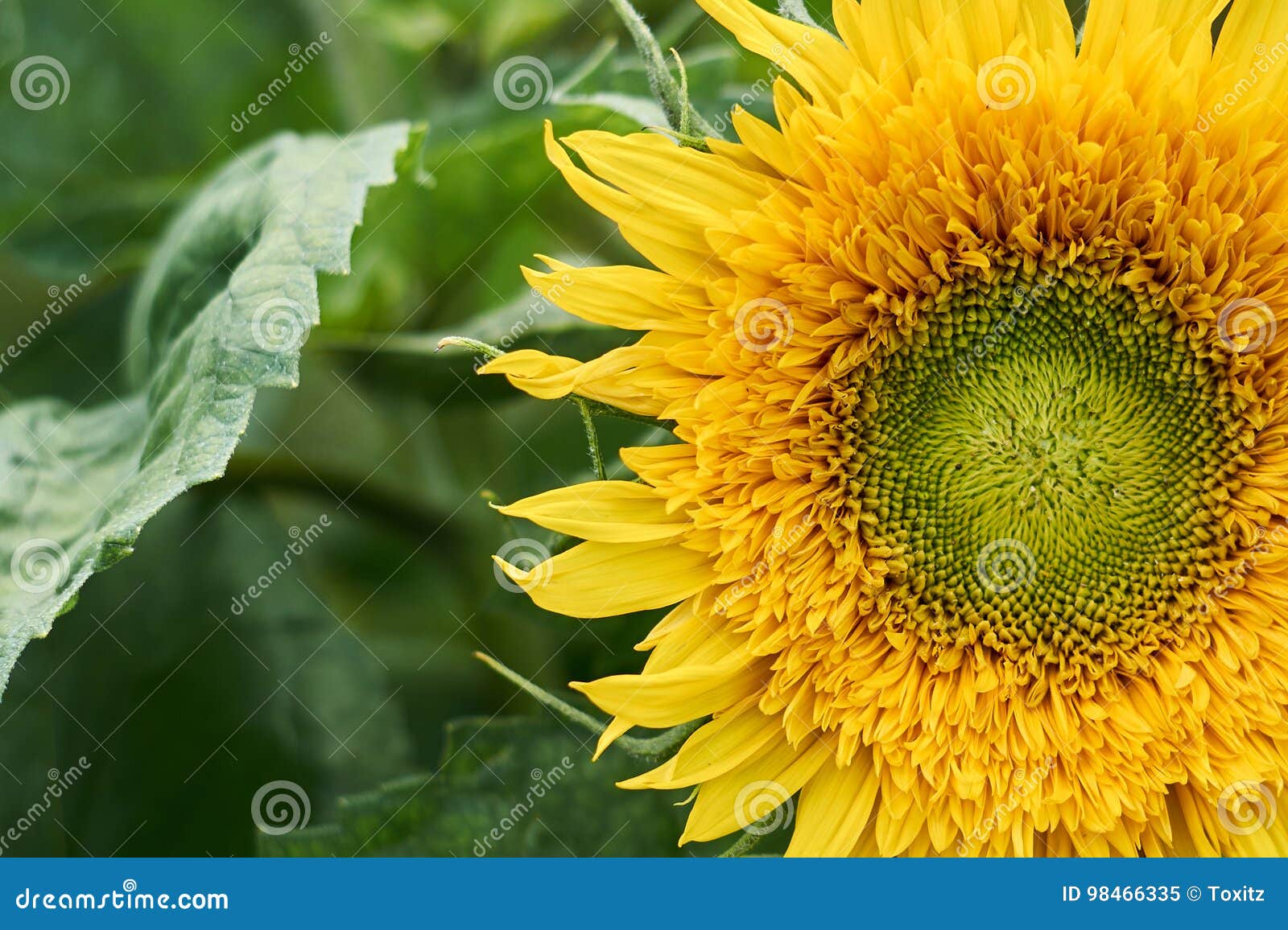 Sunny Sunflower Grows on the Home Bed. Natural Background Stock Image ...