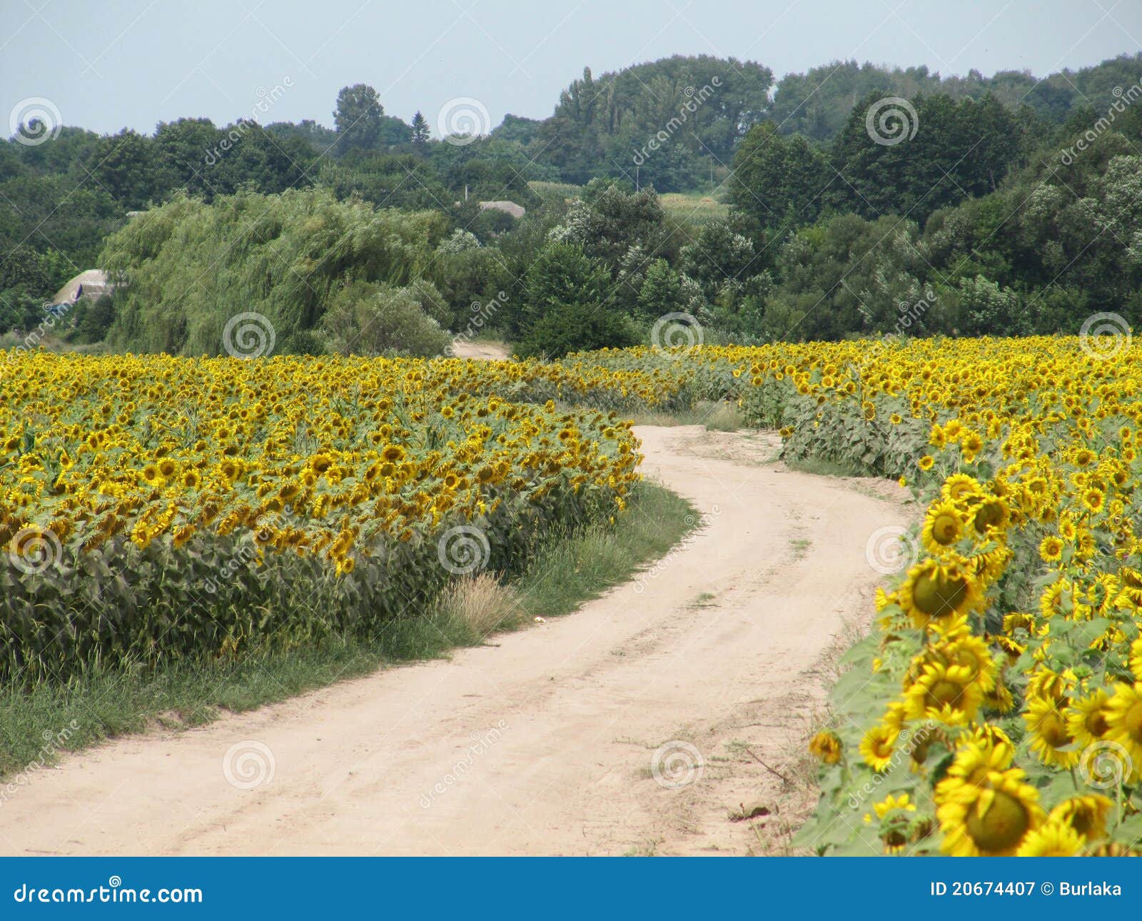 Sunny Sunflower Road in Country Stock Image - Image of earth, road ...