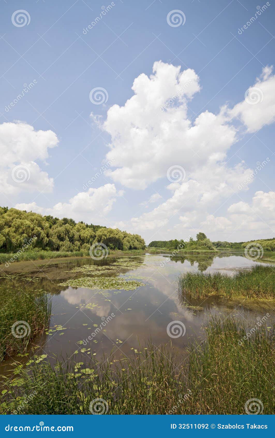 Sunny Swamp Landscape Vertical Stock Photo - Image of tranquil, silence ...