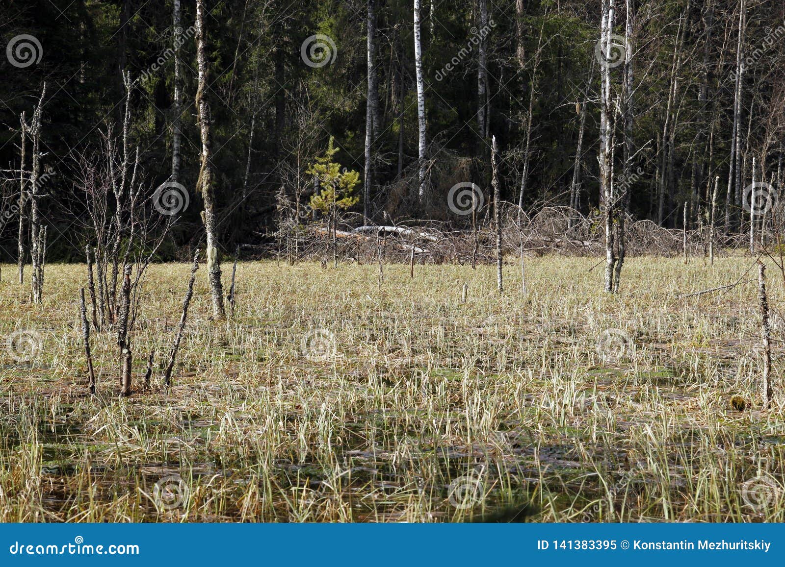 Sunny swamp in forest stock image. Image of environment - 141383395