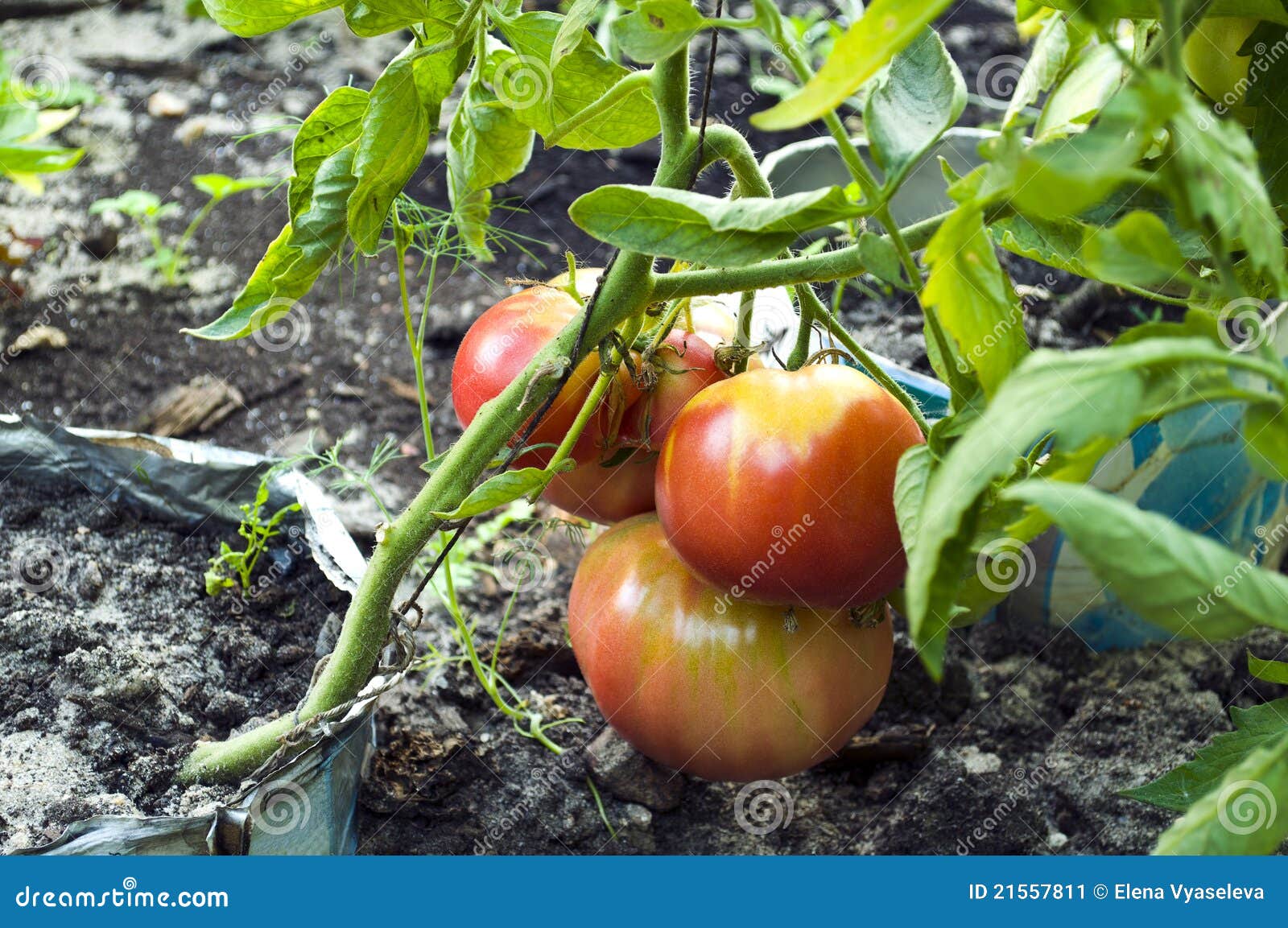 Sunny tomatoes stock image. Image of summer, leaves, grow - 21557811
