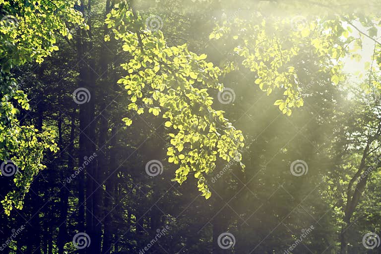 Sunny tree stock photo. Image of golden, forest, colours - 3027524