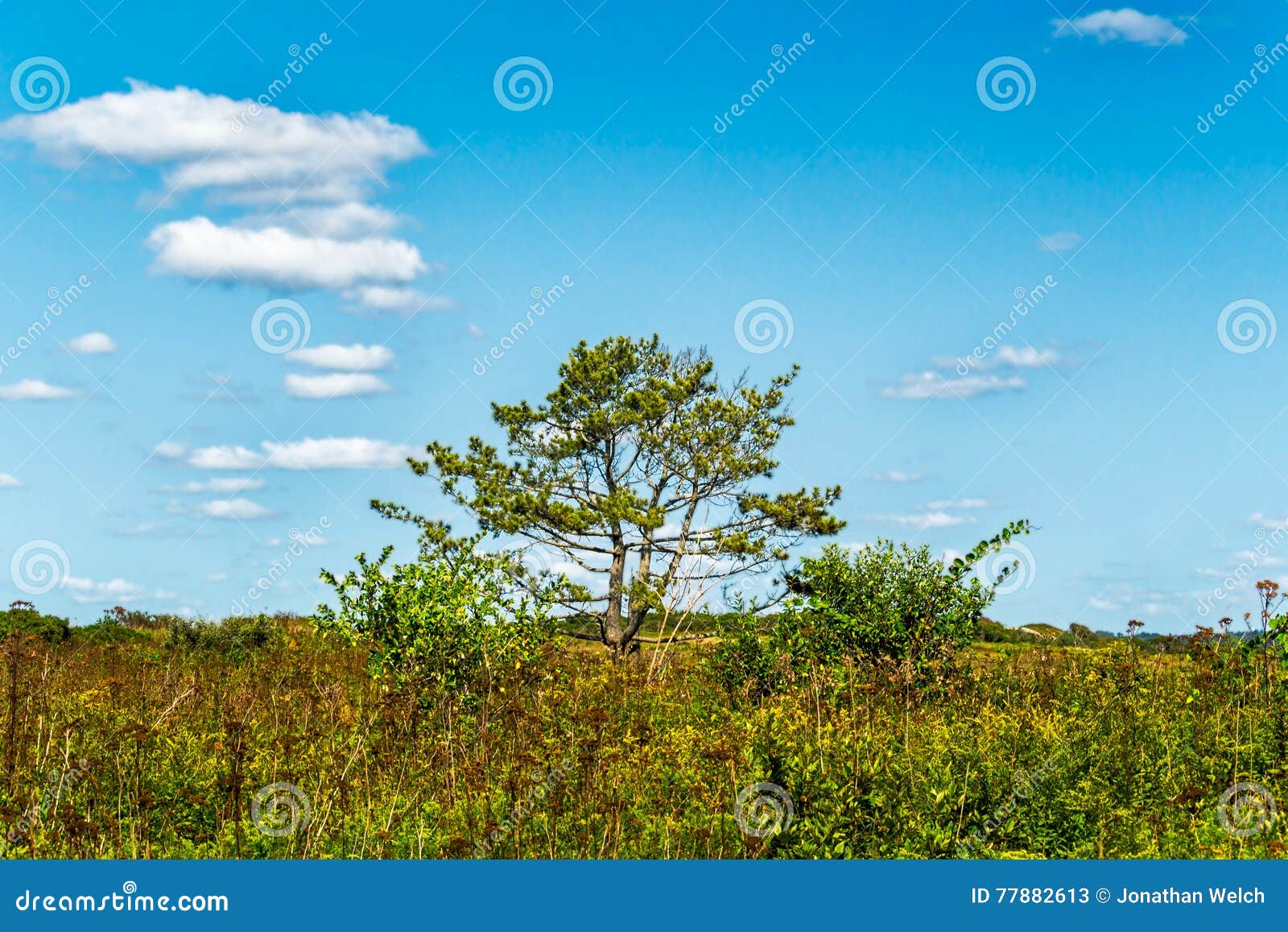 Sunny Tree stock image. Image of landscape, nature, beautiful - 77882613