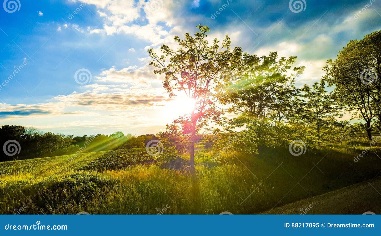 Sunny tree stock image. Image of sunny, cloud, tree, grass - 88217095