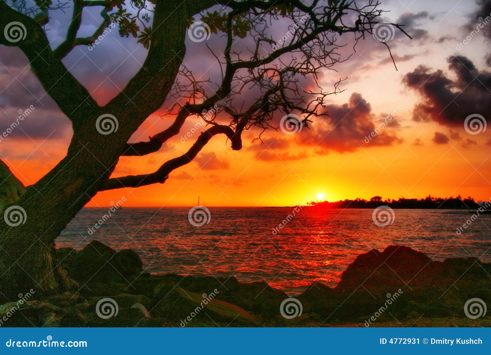 Sunny tree of Hawaii stock image. Image of grass, hike - 4772931