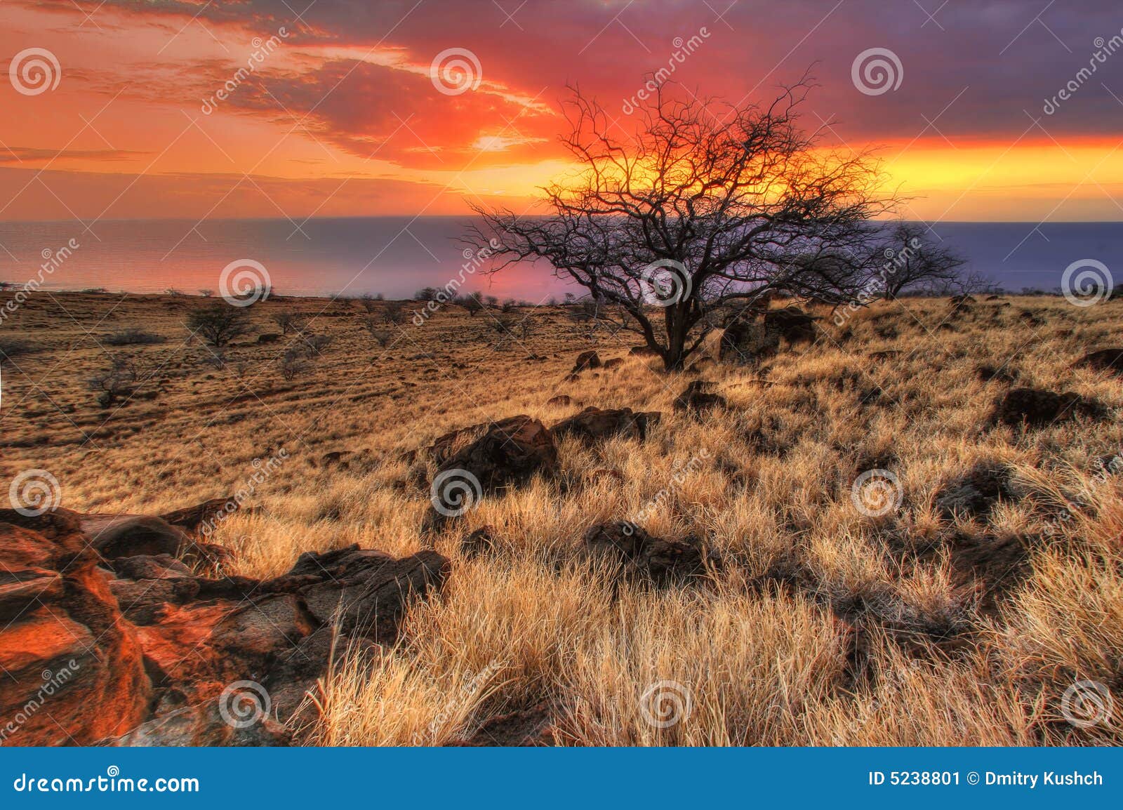 Sunny tree of Hawaii stock image. Image of beauty, american - 5238801