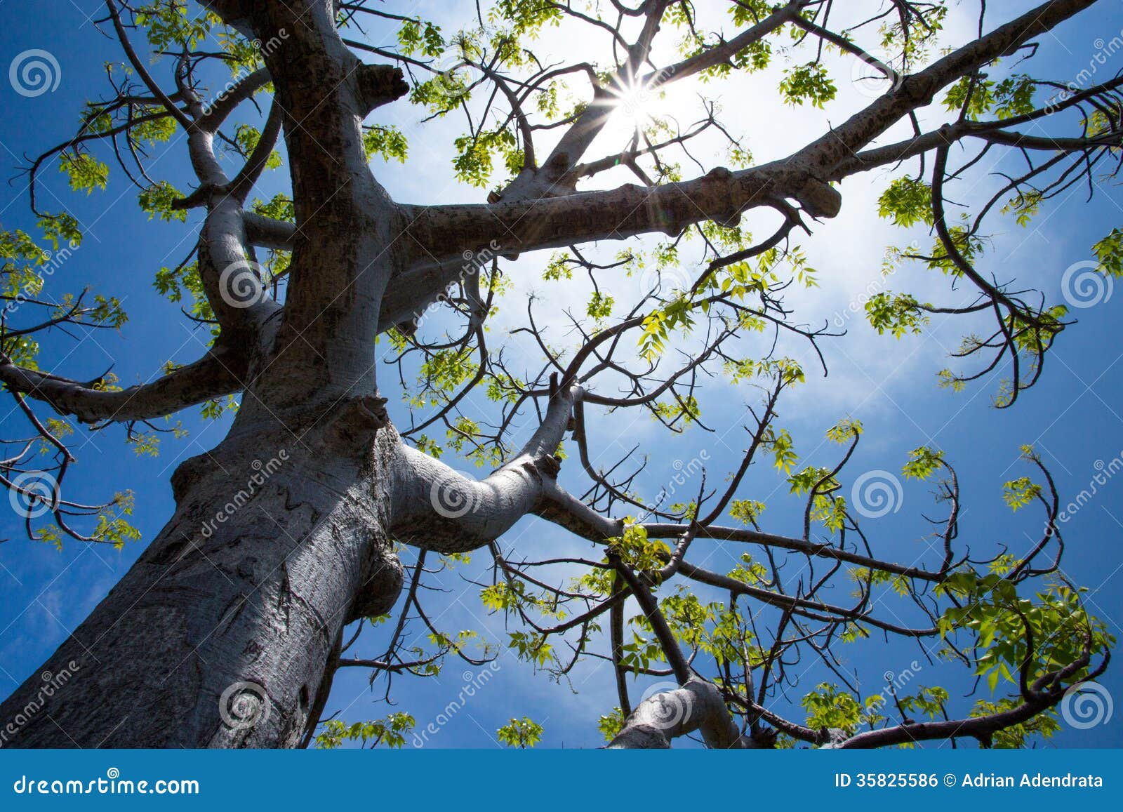 Sunny Tree stock photo. Image of paradise, kelor, place - 35825586