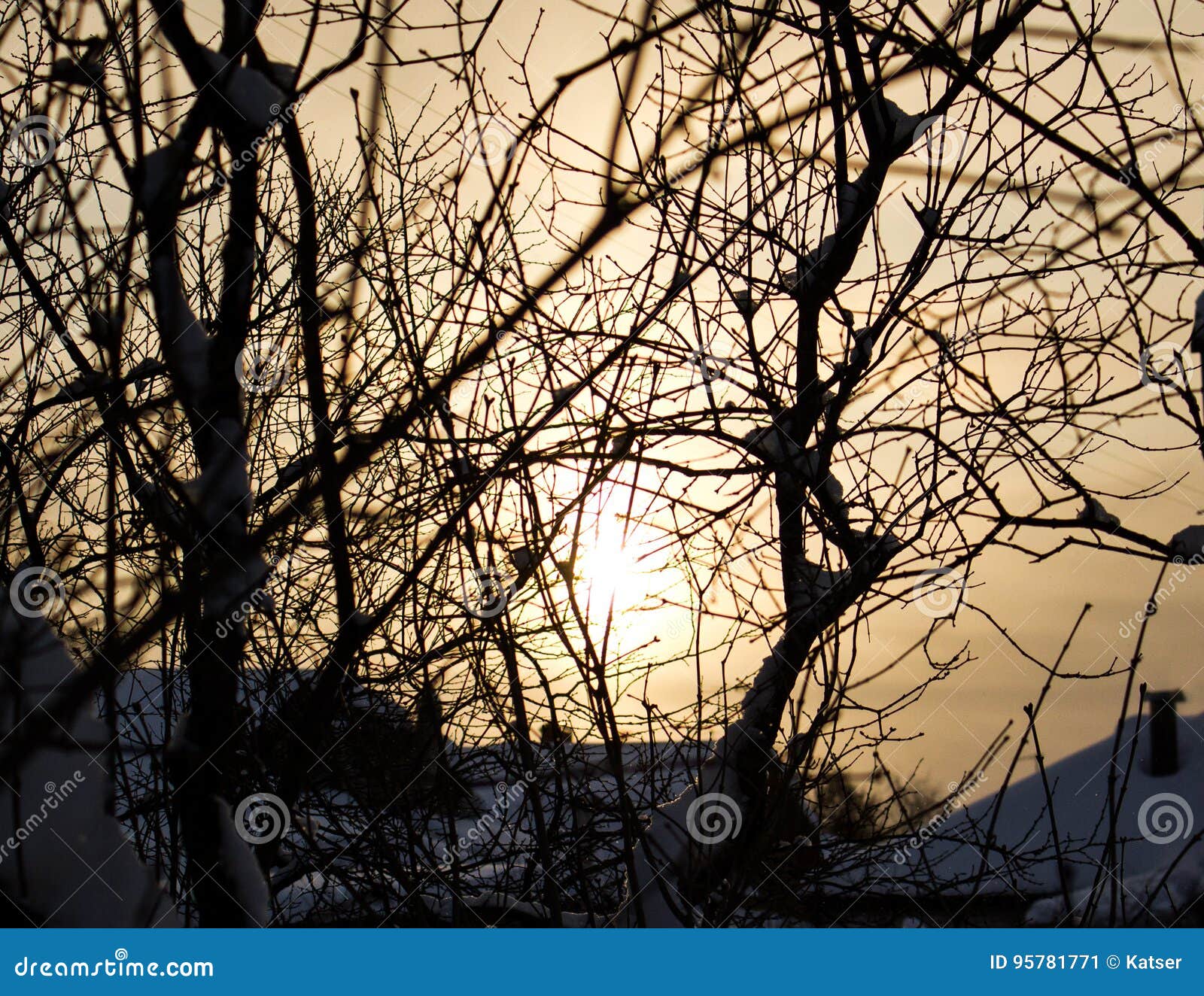 Sunny tree stock image. Image of dusk, thinking, branches - 95781771