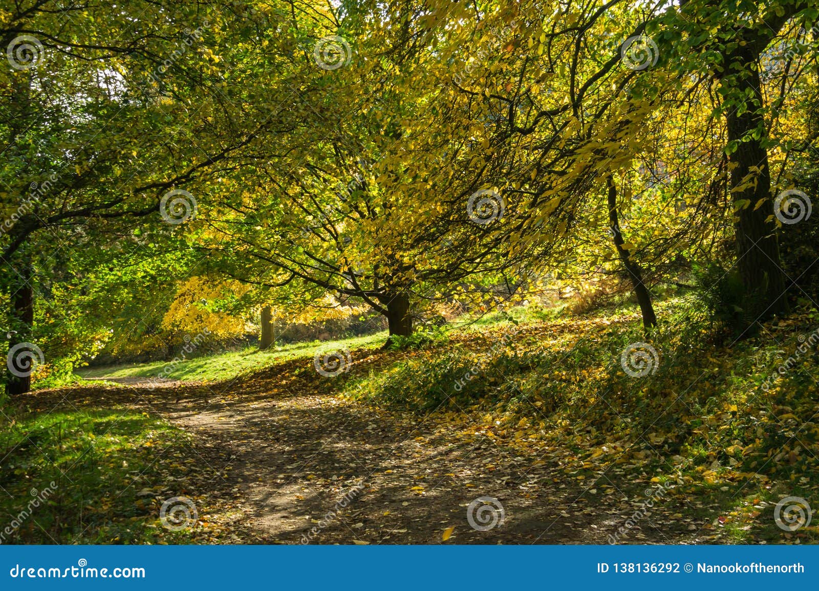 Tree-lined Path in Autumn Bathed in Dappled Sunlight Stock Photo ...