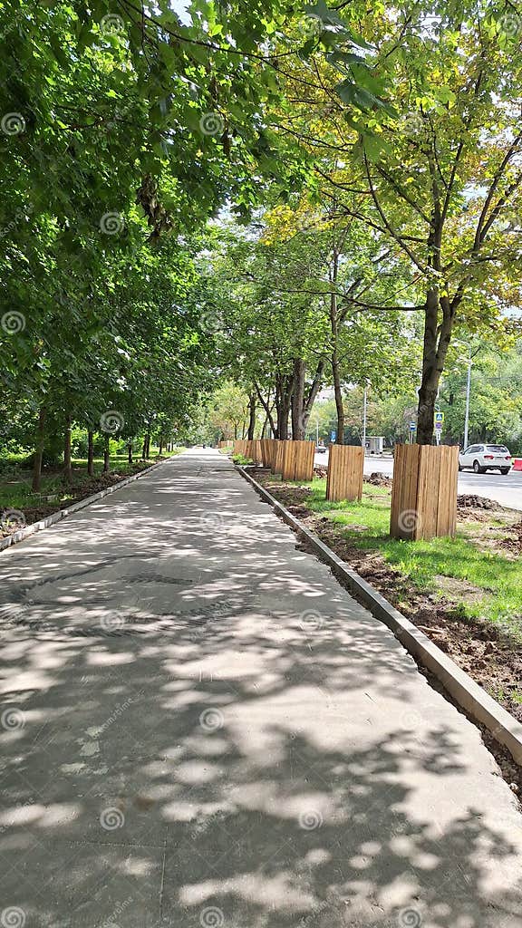 Sunny Tree-lined Pathway with Dappled Shadows in Urban Setting Stock ...