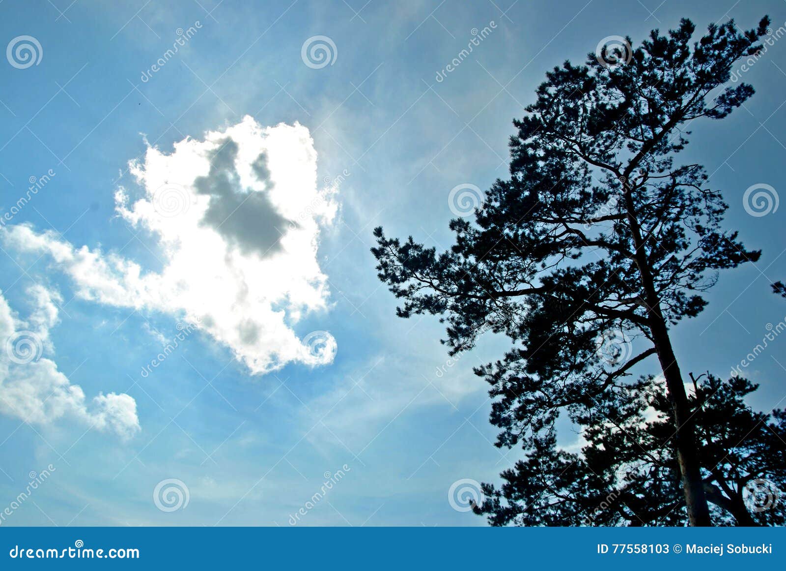 Sunny tree stock image. Image of sunny, tree, light, nature - 77558103