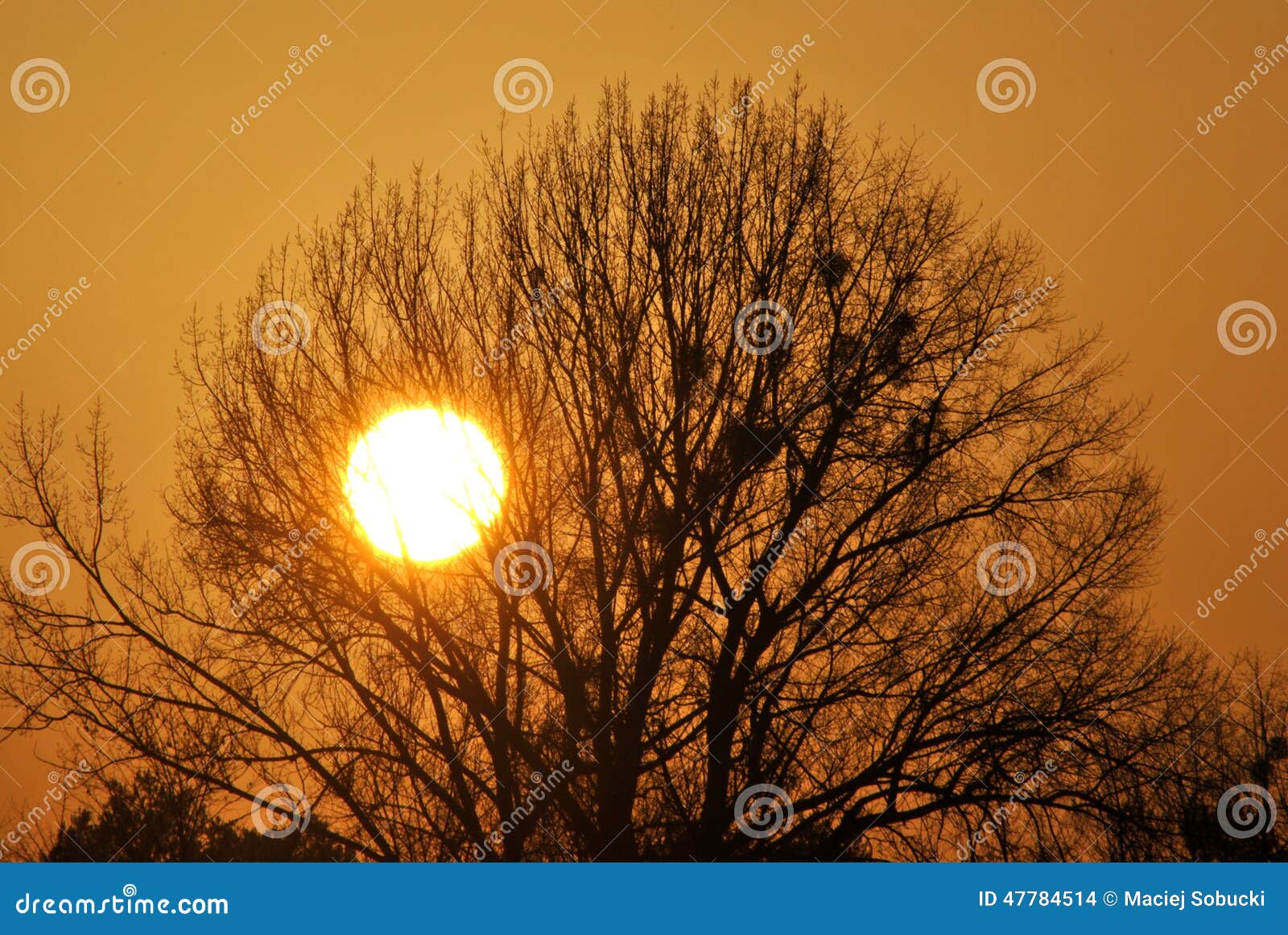 Sunny tree stock photo. Image of beatiful, forrest, autumn - 47784514