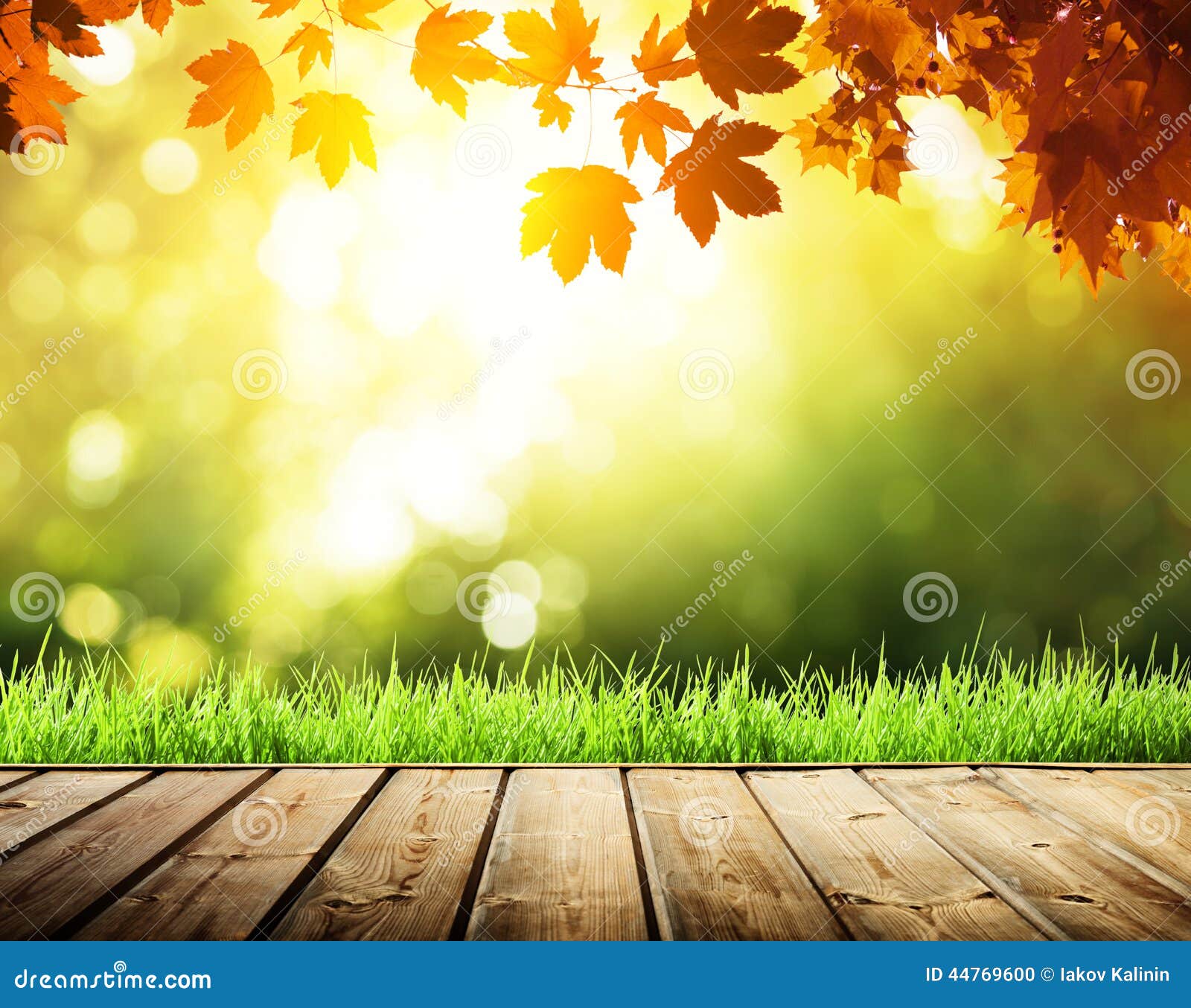 Sunny trees background stock photo. Image of light, forest - 44769600