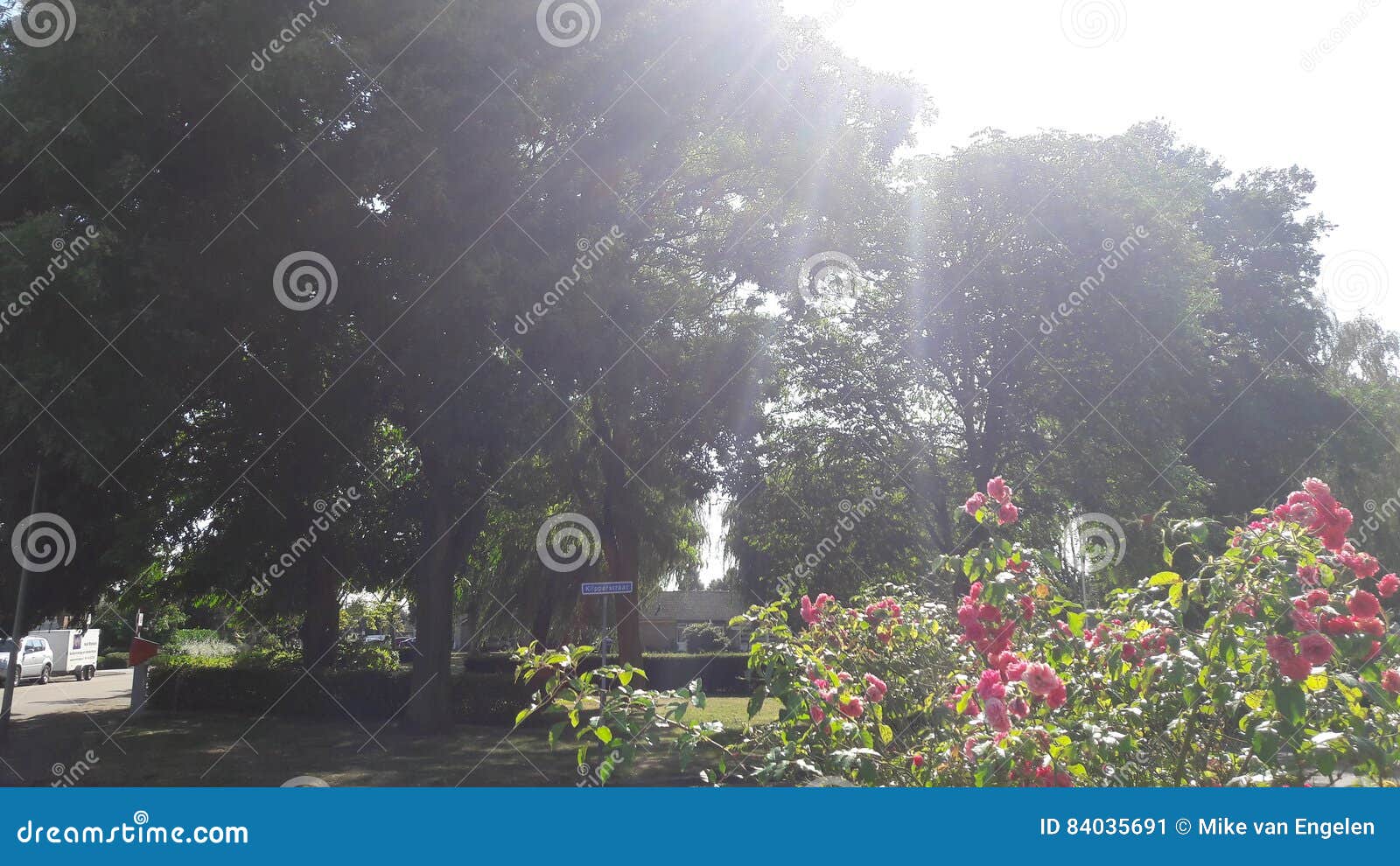 Sunny trees in park stock image. Image of sunny, light - 84035691